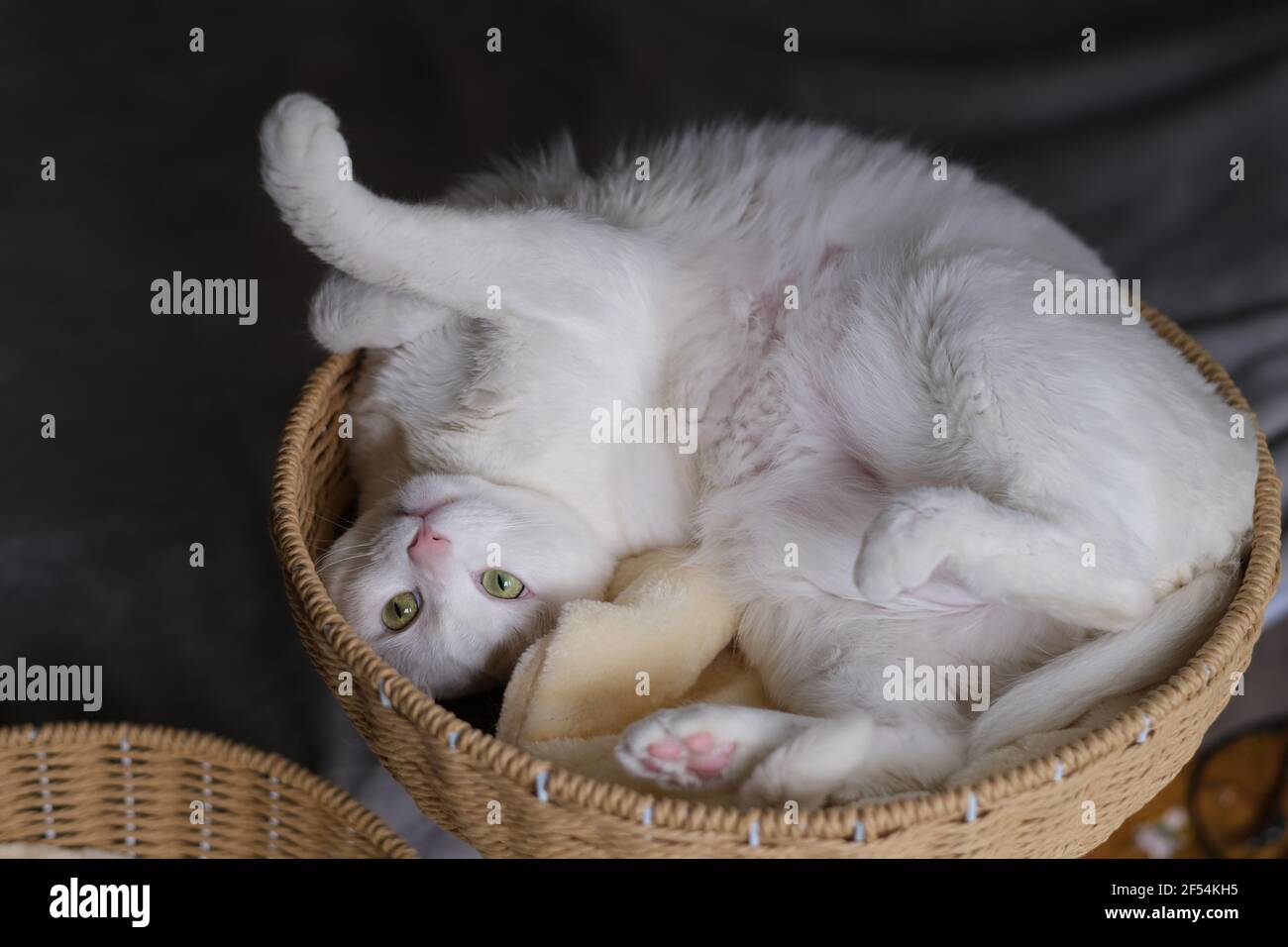 playful white cat lying upside down in basket, looking at camera Stock ...