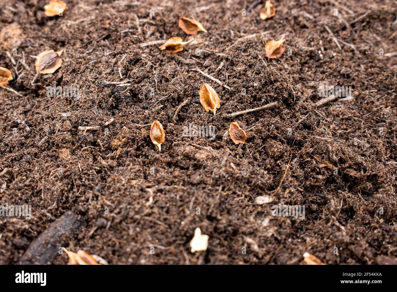Seeds of the earth hi-res stock photography and images - Alamy