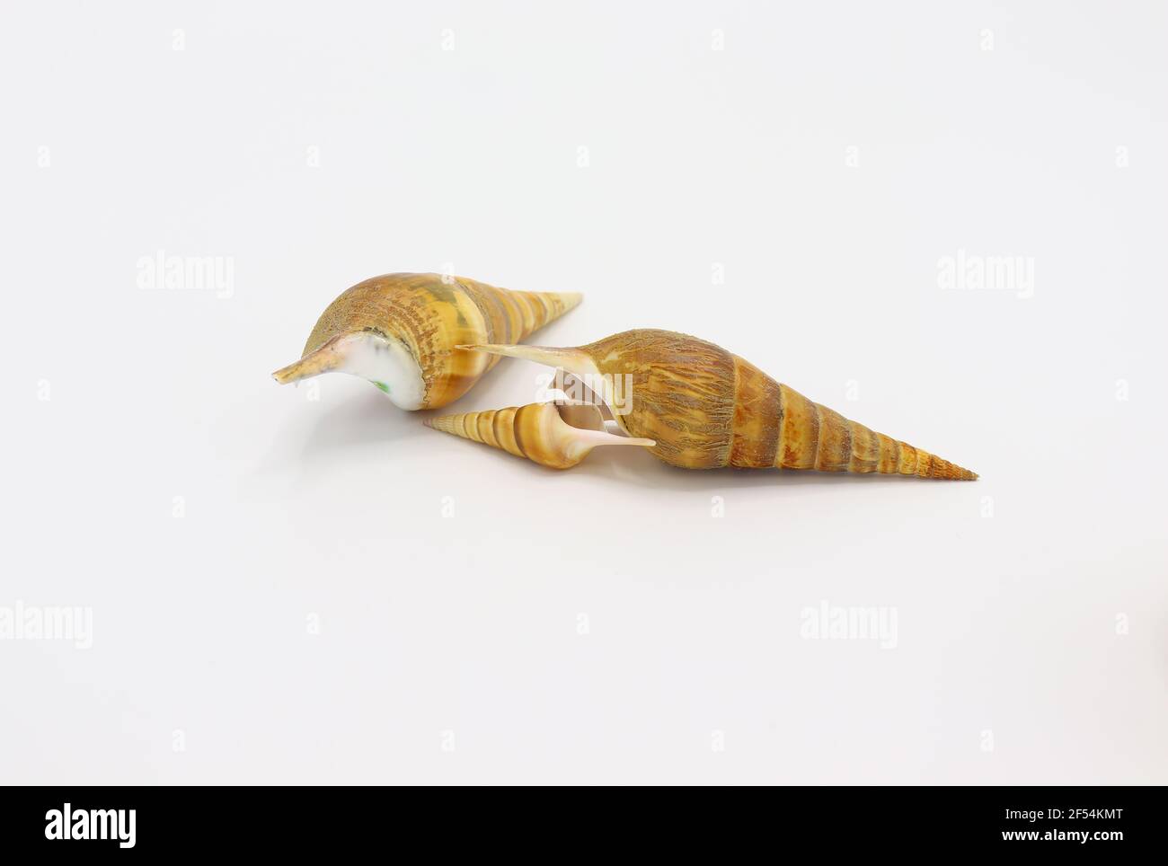 Sea shell isolated on a white background, Seashell on white background ...