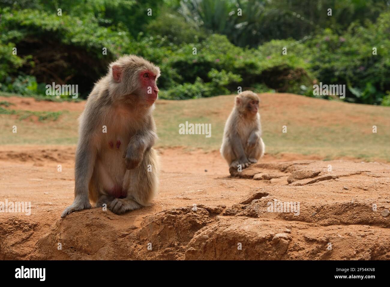 Monkeys looking away animal wildlife hi-res stock photography and ...