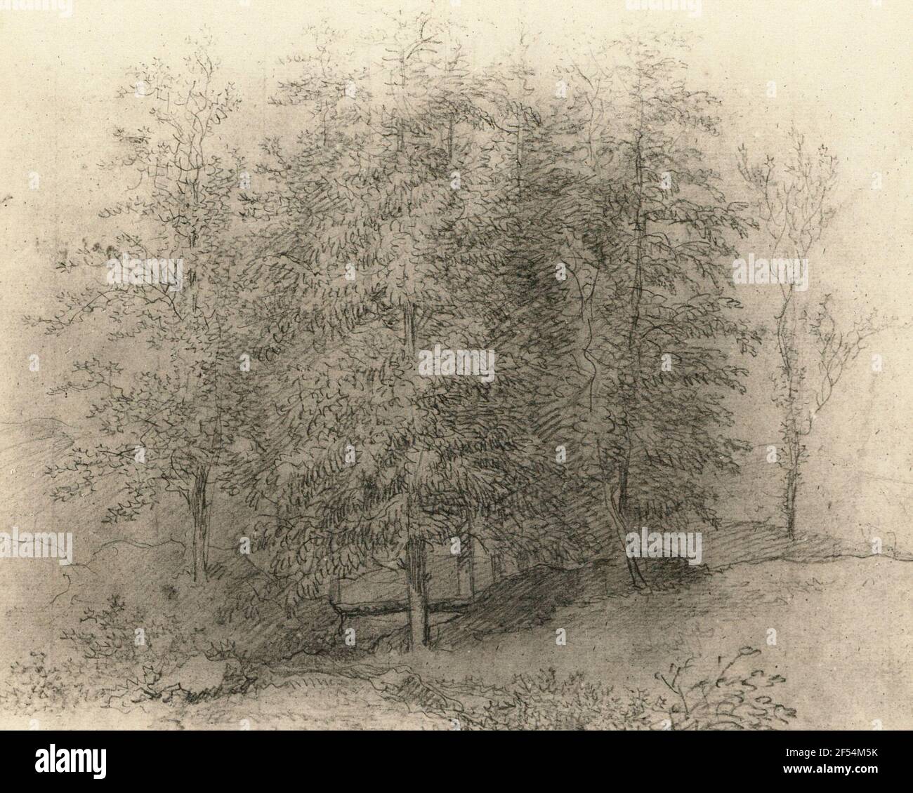 Forest study hi-res stock photography and images - Alamy