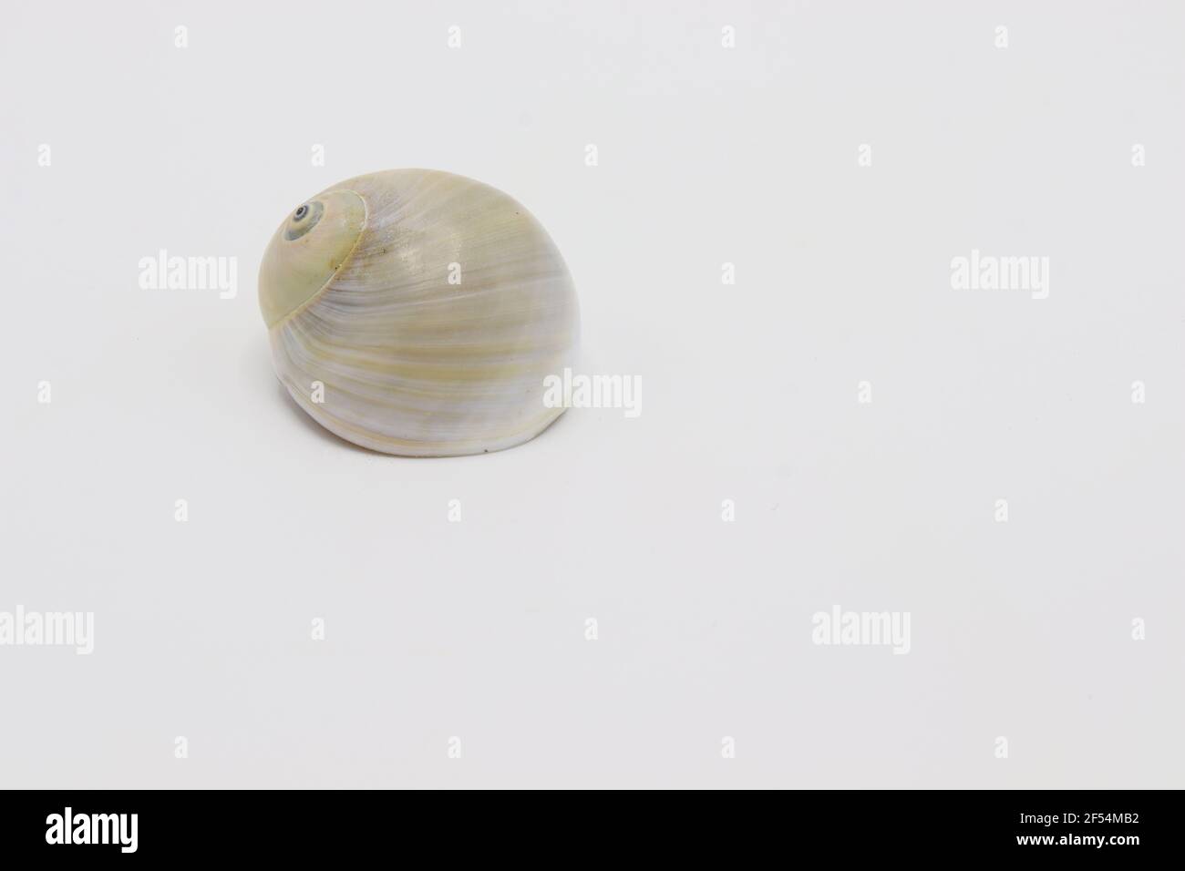 Sea shell isolated on a white background, Seashell on white background ...