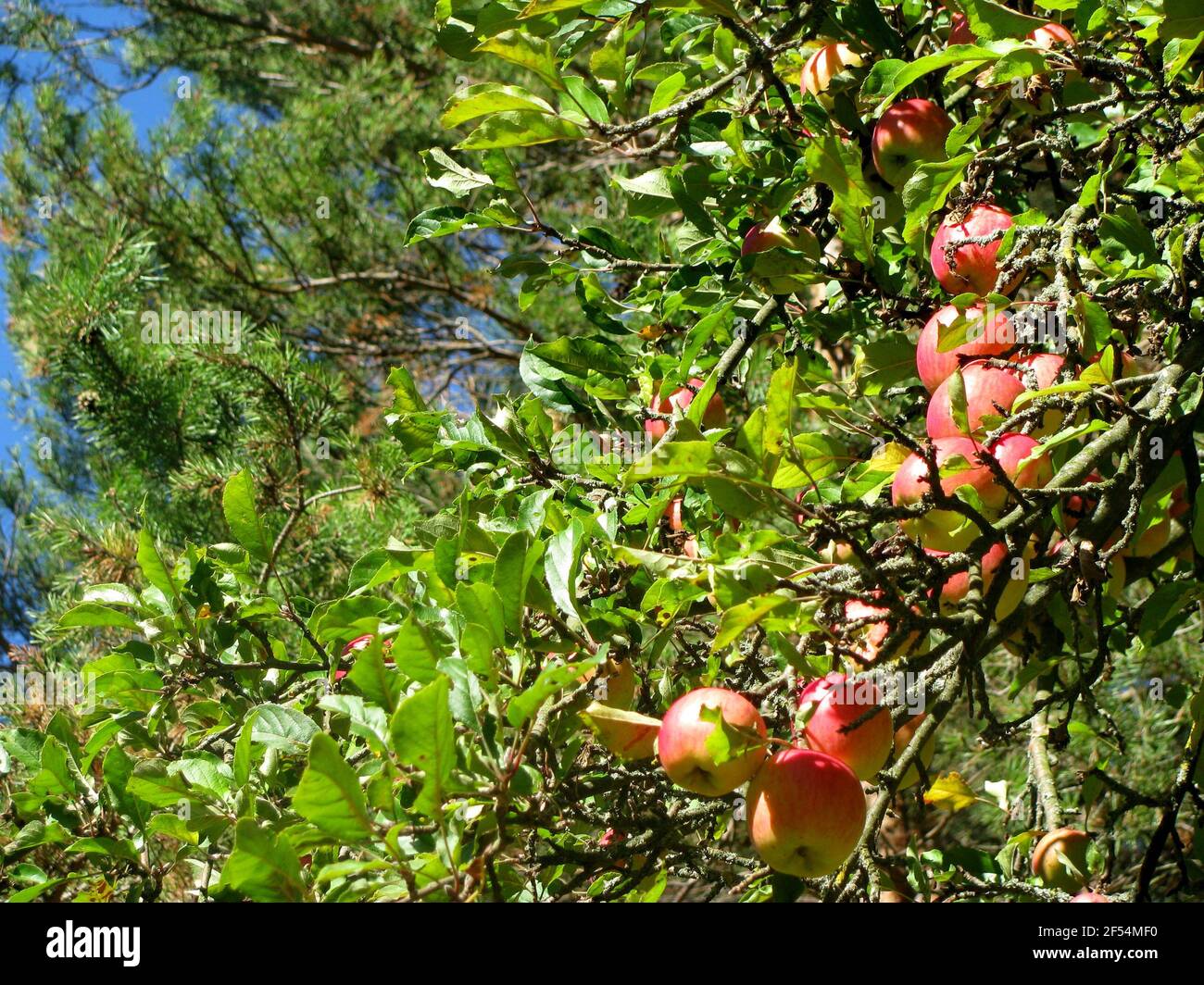 Wild apple tree hi-res stock photography and images - Alamy