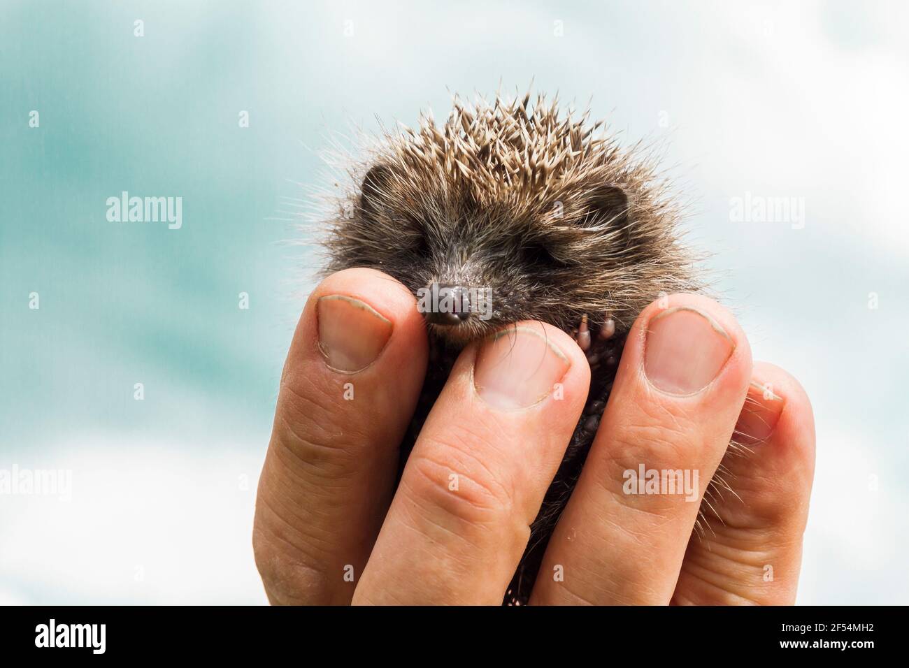 Hedgehog Human High Resolution Stock Photography and Images - Alamy