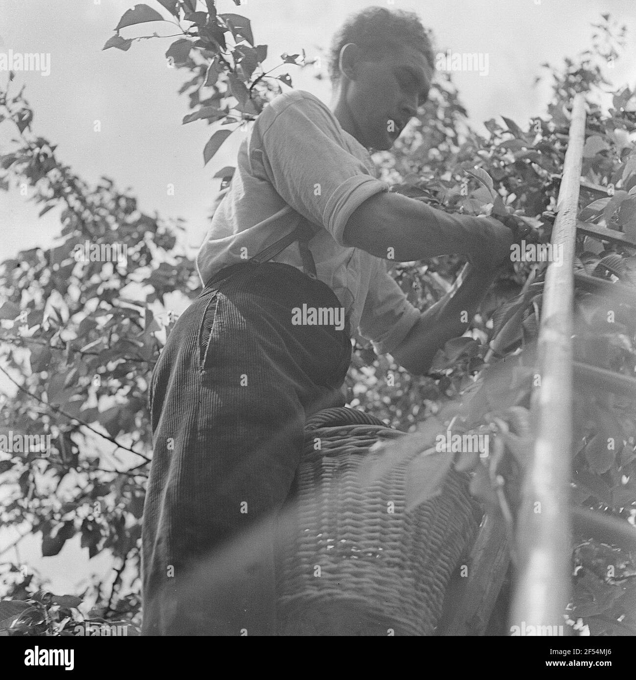 Harvest helper on a ladder when picking cherries Stock Photo - Alamy