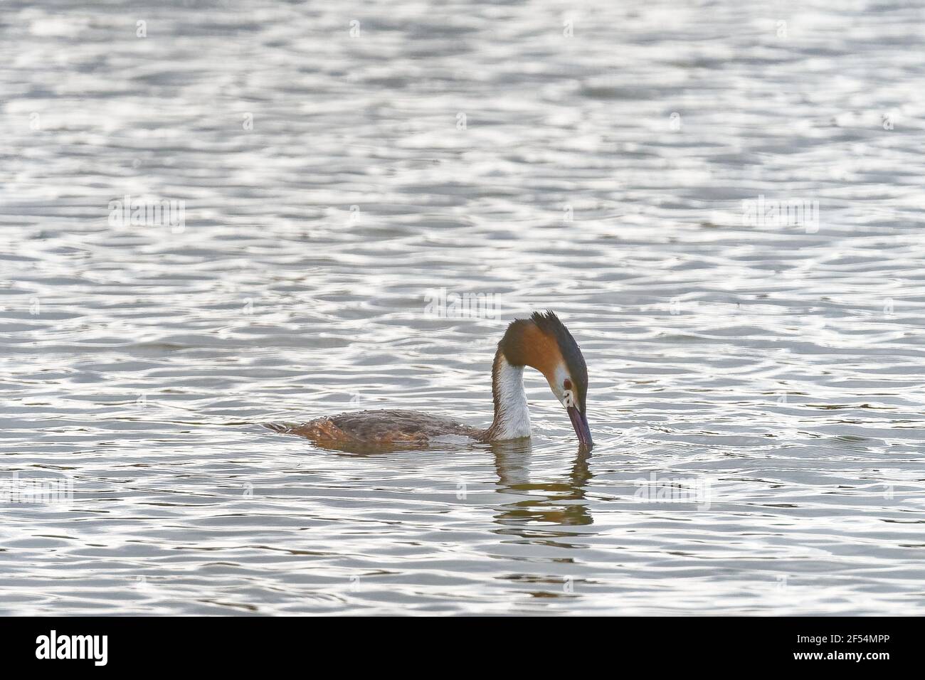 Female great crested grebe hi-res stock photography and images - Alamy