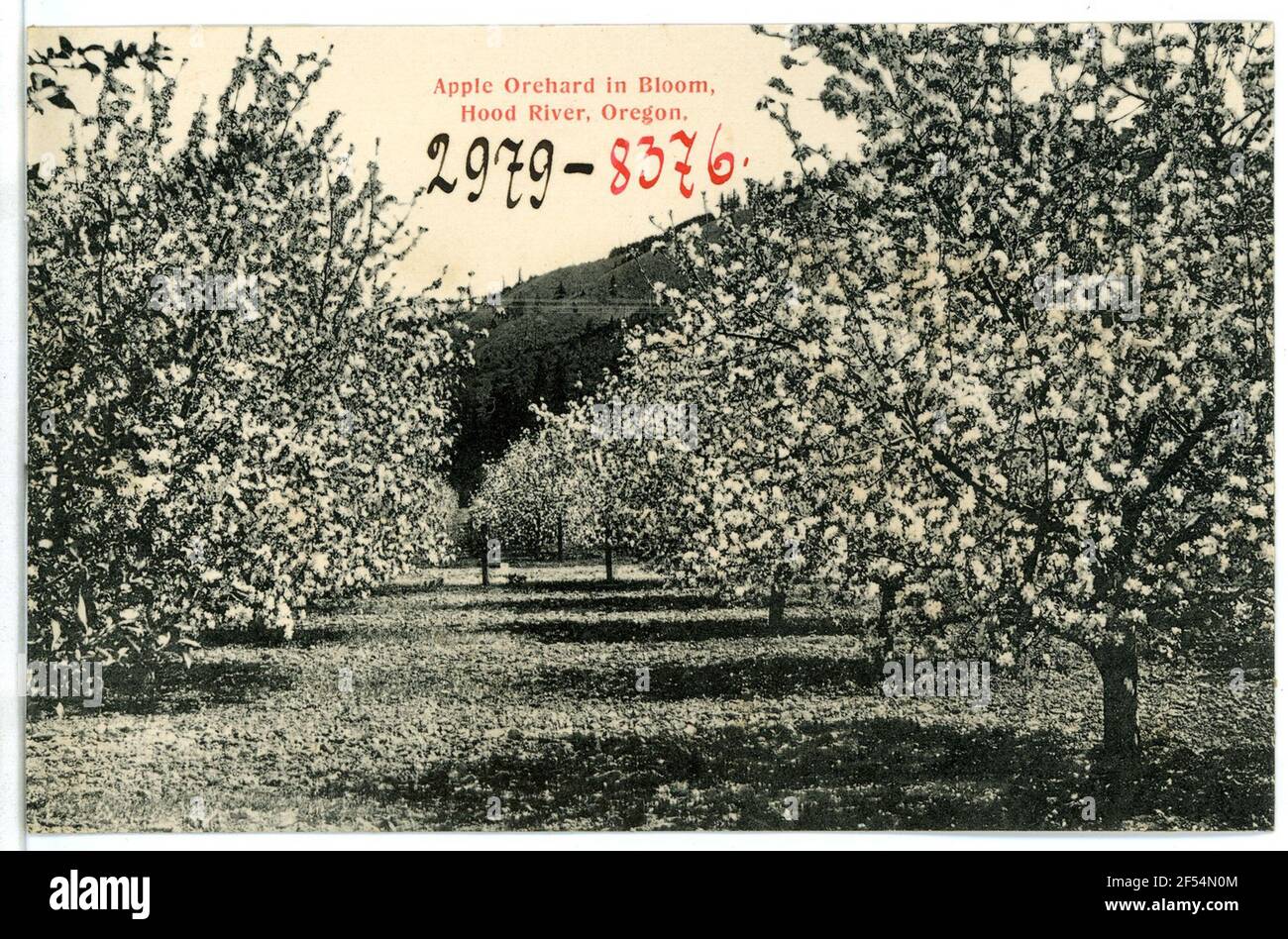 Apple Orchard in Bloom, Hood River Oregon. Apple Orchard in Bloom, Hood ...