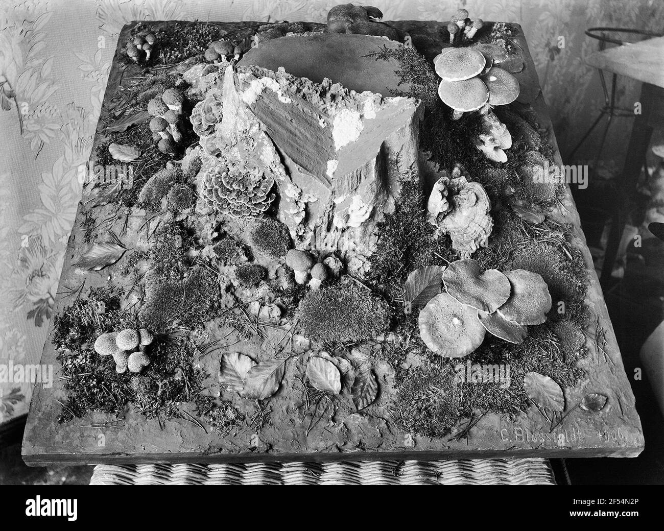 Mushroom anatomy Black and White Stock Photos & Images - Alamy