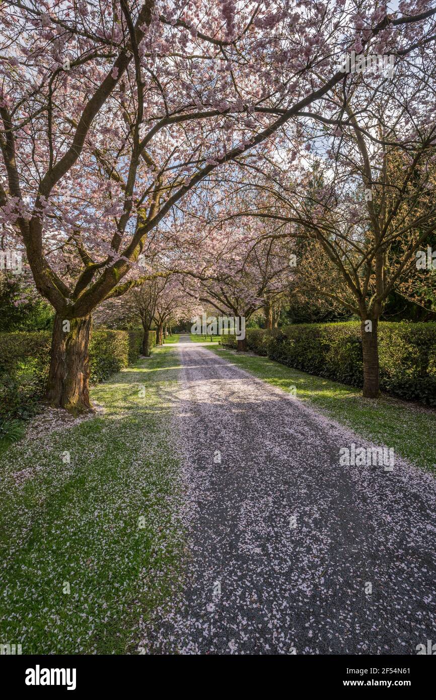 Avenue blossom cherry cherry hi-res stock photography and images - Alamy