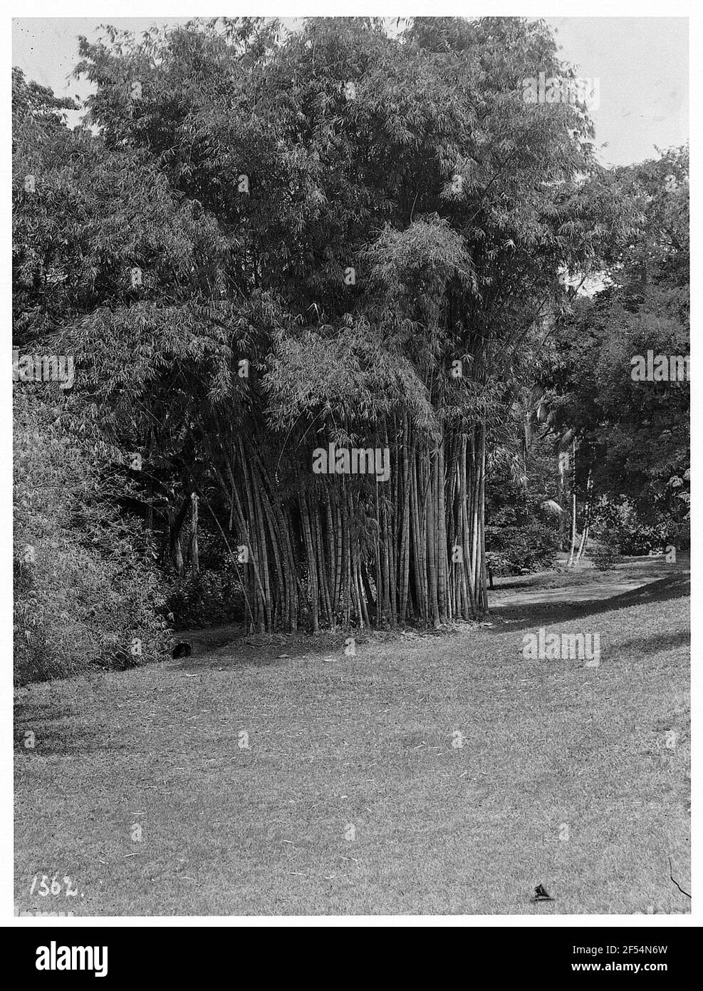 Bamboo species Black and White Stock Photos & Images - Alamy