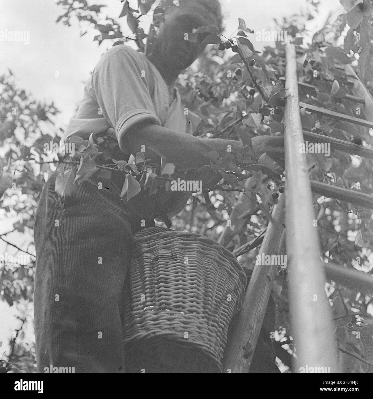 Harvest helper on a ladder when picking cherries Stock Photo - Alamy