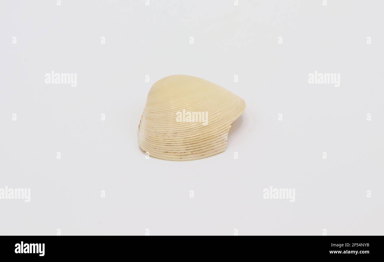 Sea shell isolated on a white background, Seashell on white background ...