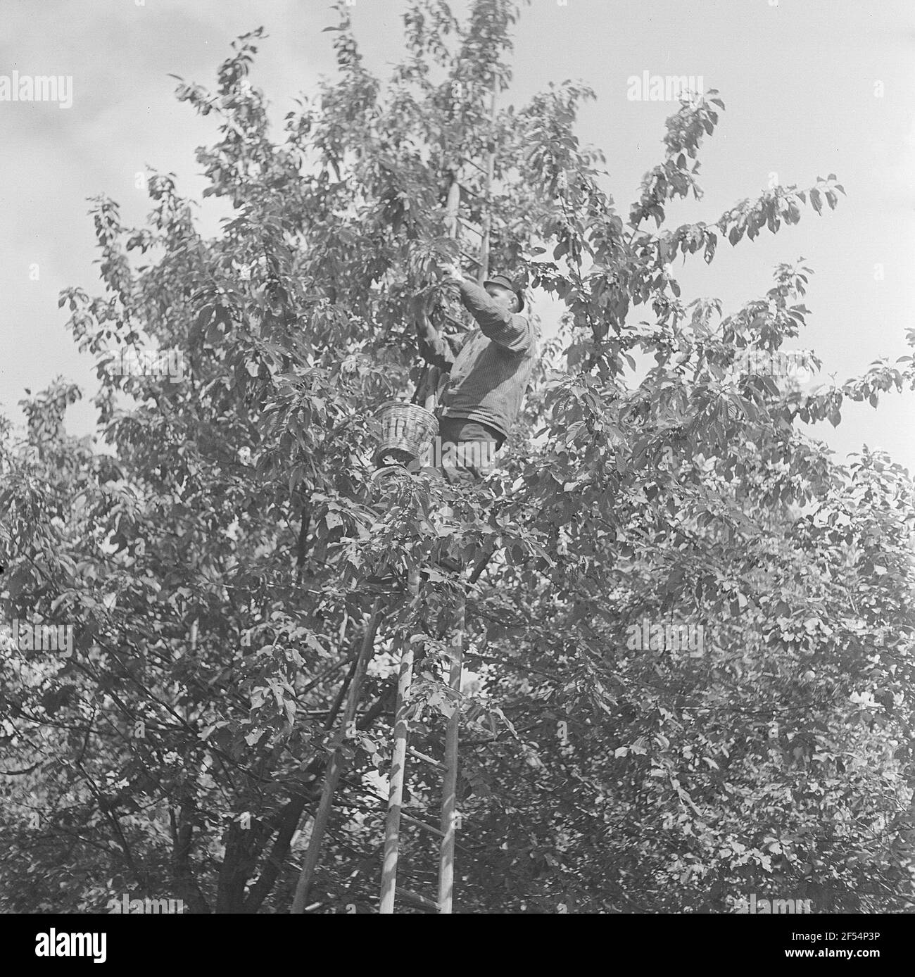 Harvest helper on a ladder when picking cherries Stock Photo - Alamy