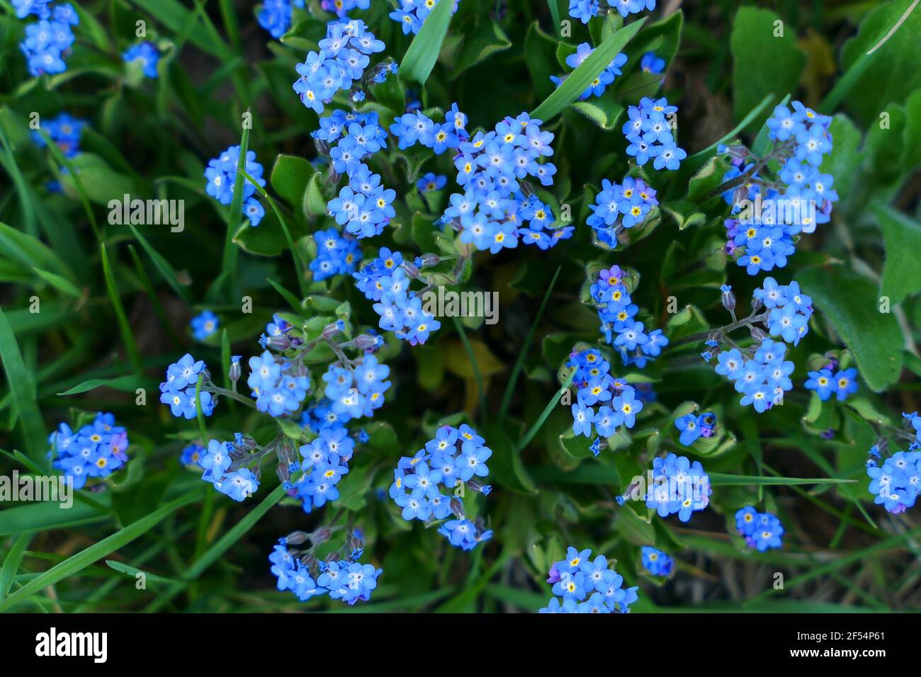 Blue forget me not flowers growing in the garden. Cute Myosotis spring ...