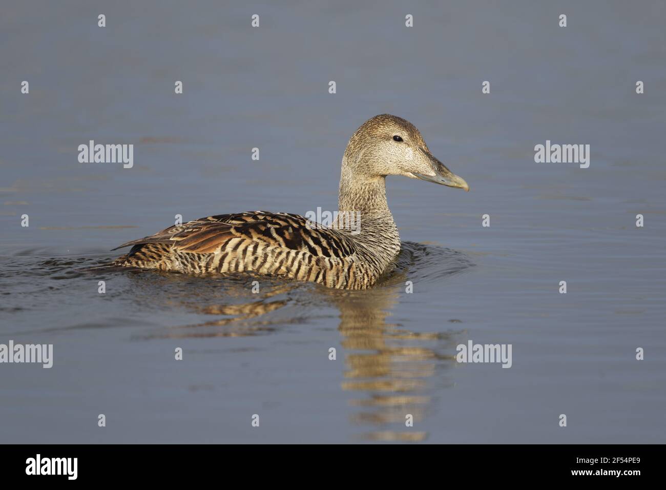 Common Eider - female flapping wings at edge of ice Somateria ...