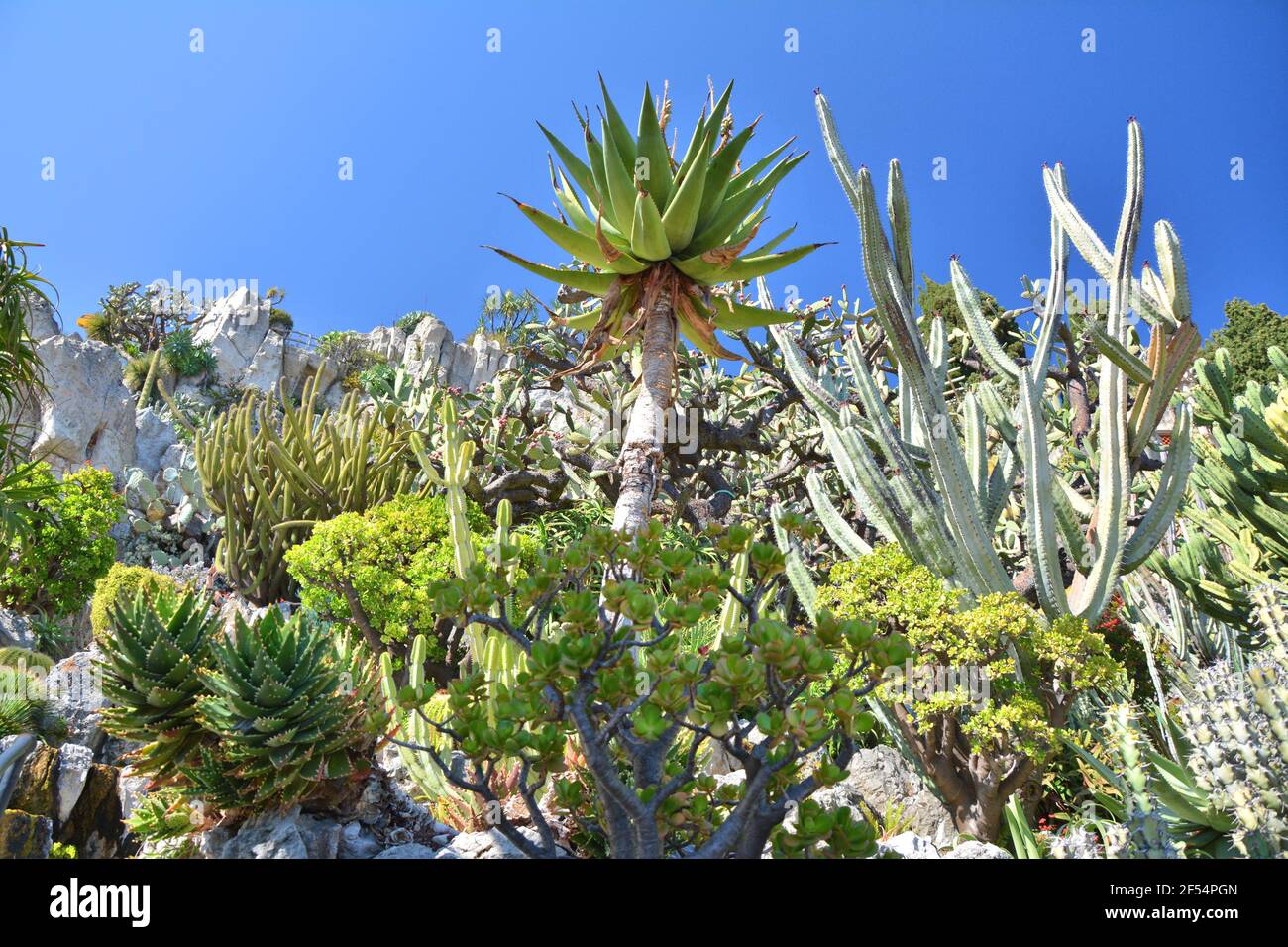 Amazing cactus and succulent plants rockery garden in Monaco Stock ...