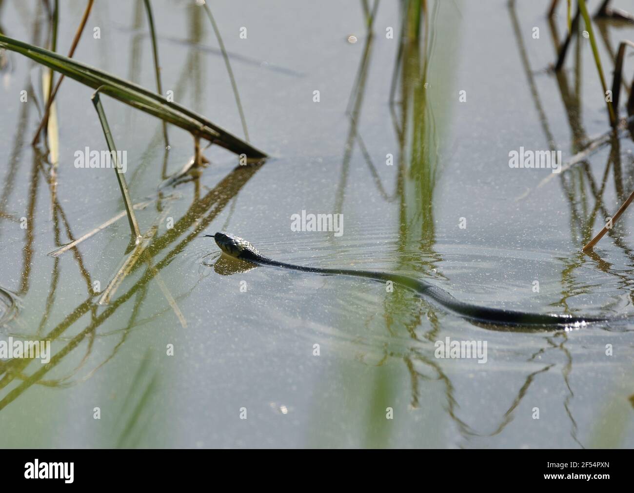 grass snake swimming on the lake Stock Photo - Alamy