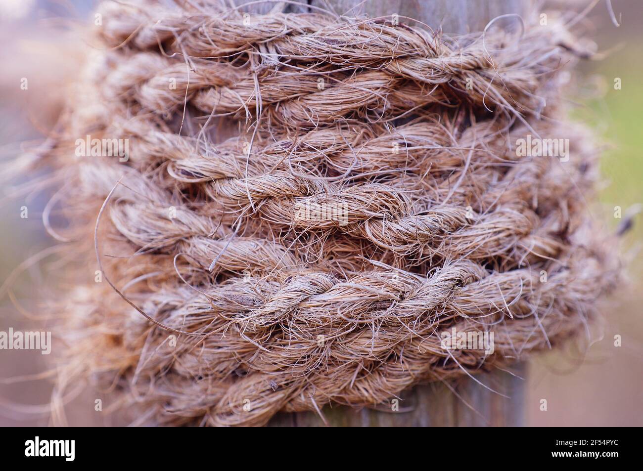 Macro shot of a fixation of a newly planted tree with a natural fiber ...