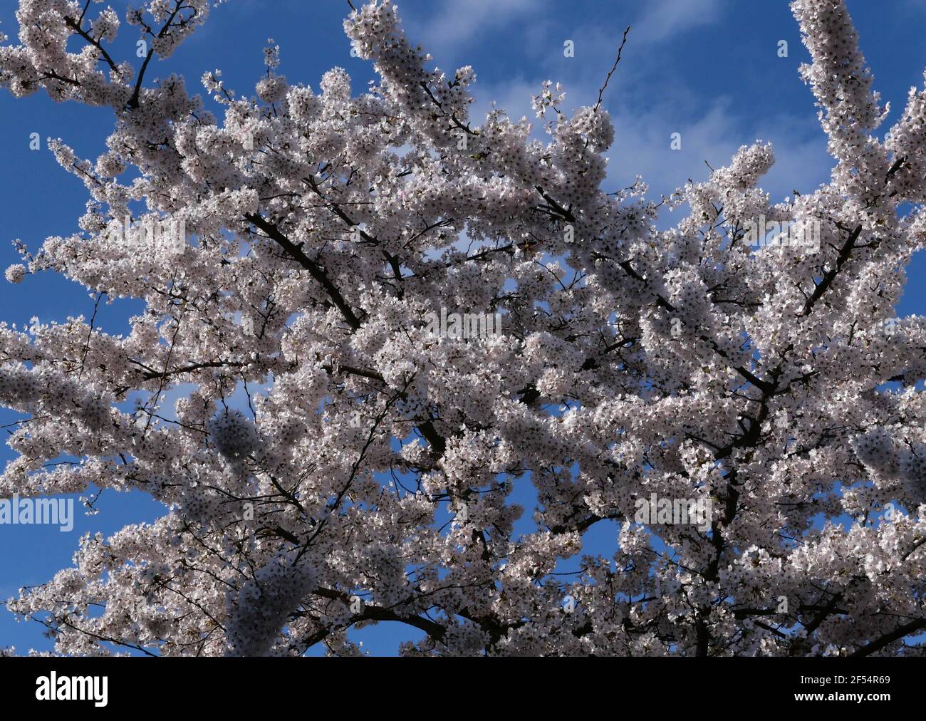 Cherry tree on street hi-res stock photography and images - Alamy