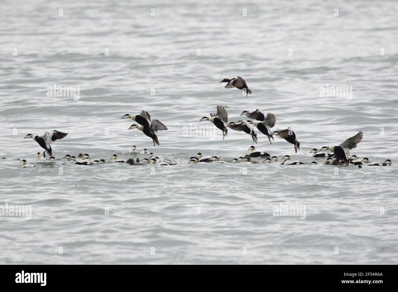 Eider ducks landing hi-res stock photography and images - Alamy