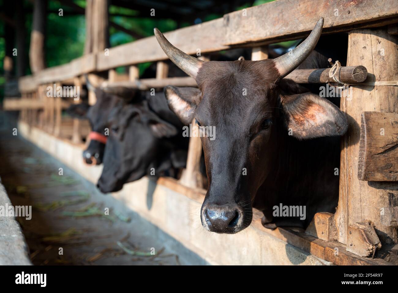 Wagyu cattle hi-res stock photography and images - Alamy