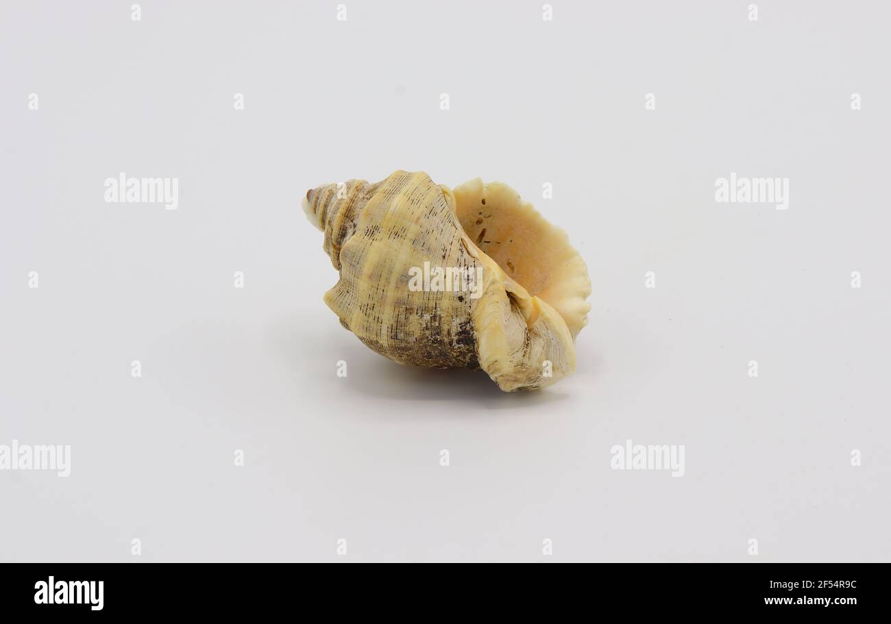 Sea shell isolated on a white background, Seashell on white background ...