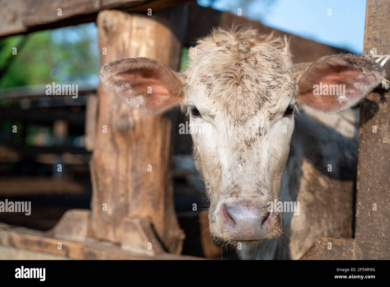 Wagyu cattle hi-res stock photography and images - Alamy