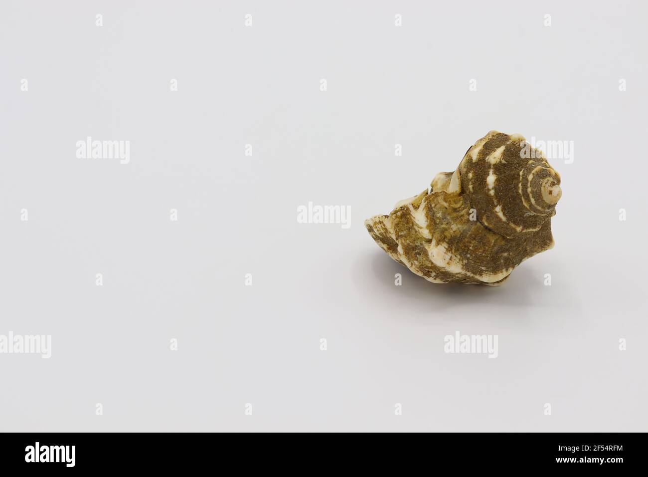 Sea shell isolated on a white background, Seashell on white background ...