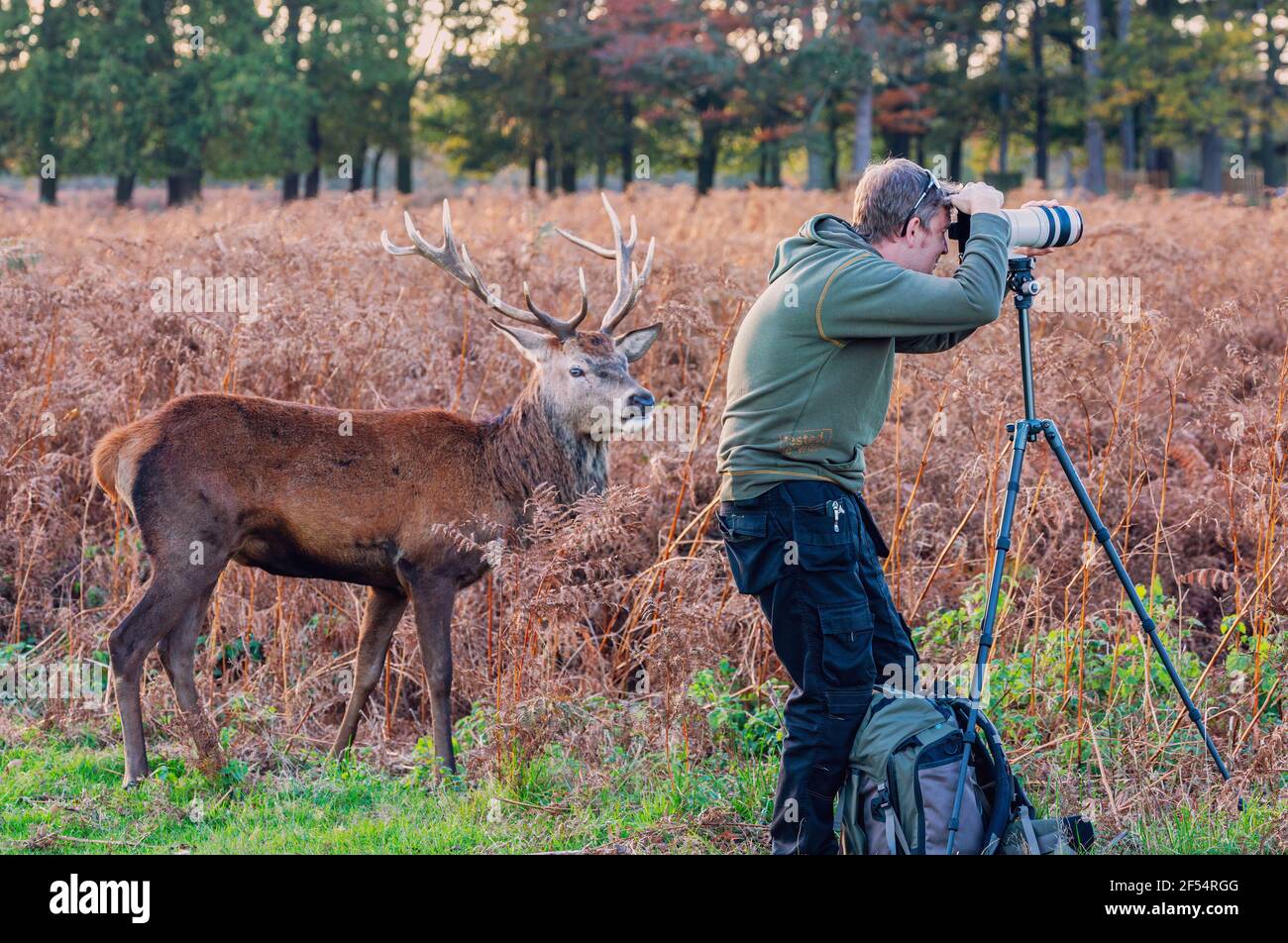 Its behind you Deer! Stock Photo - Alamy