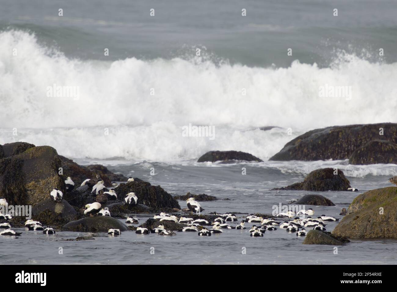 Coastal ducks hi-res stock photography and images - Alamy