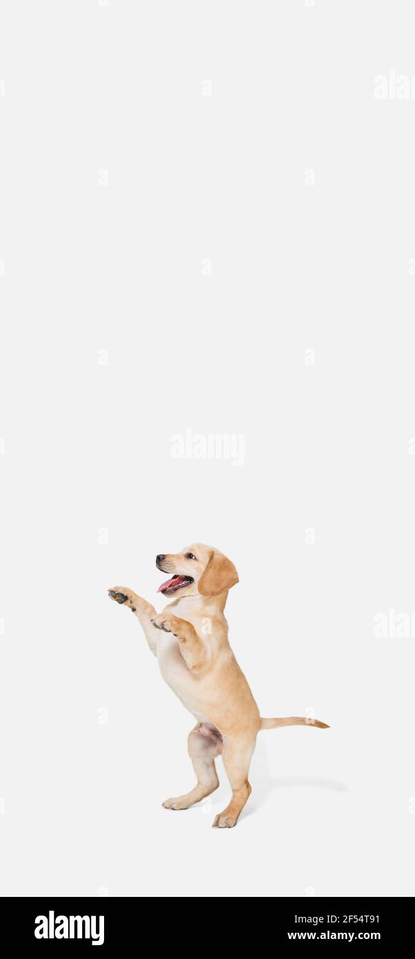 Little Labrador Retriever playing on white studio background Stock ...