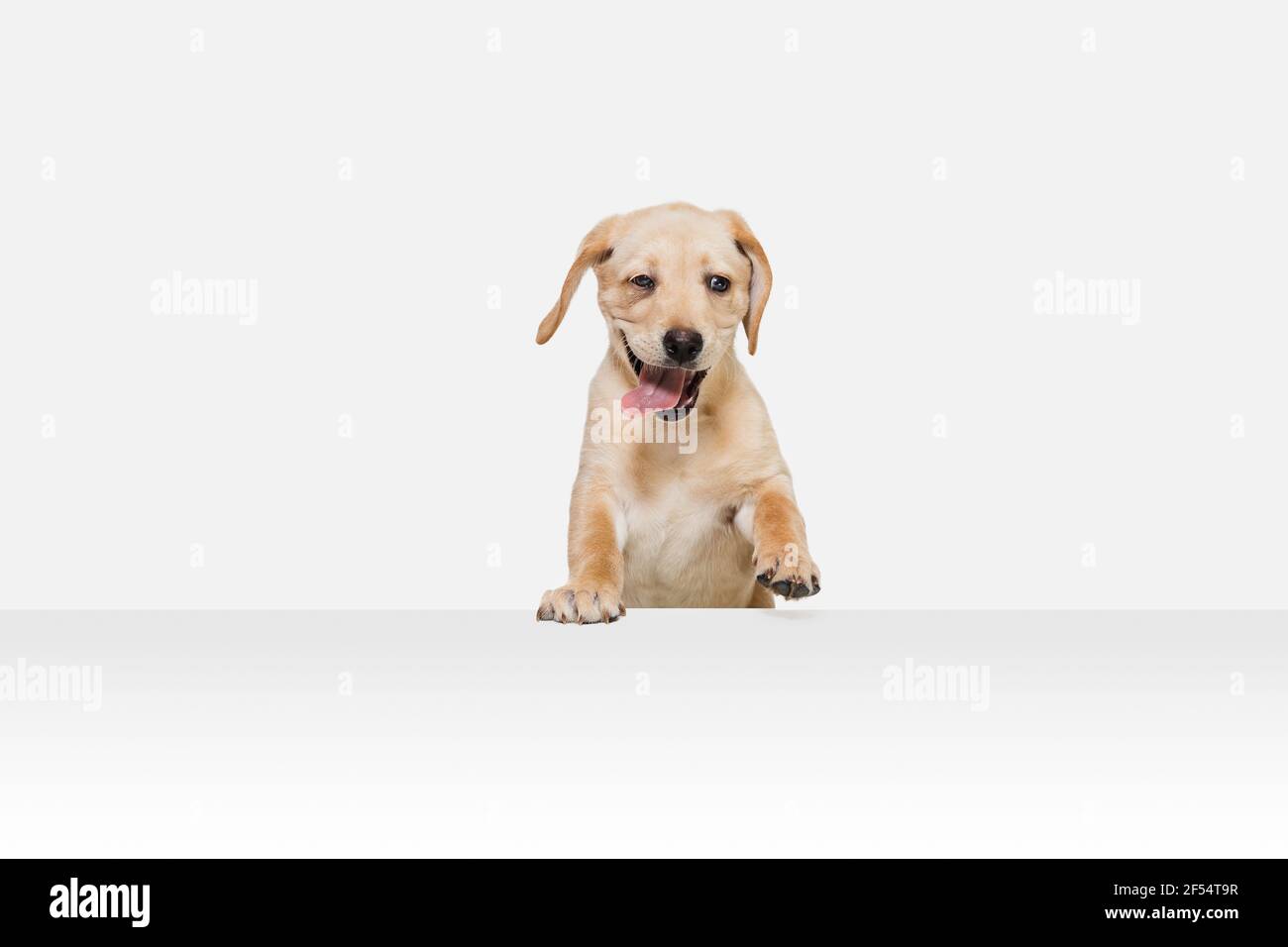 Little Labrador Retriever playing on white studio background Stock ...