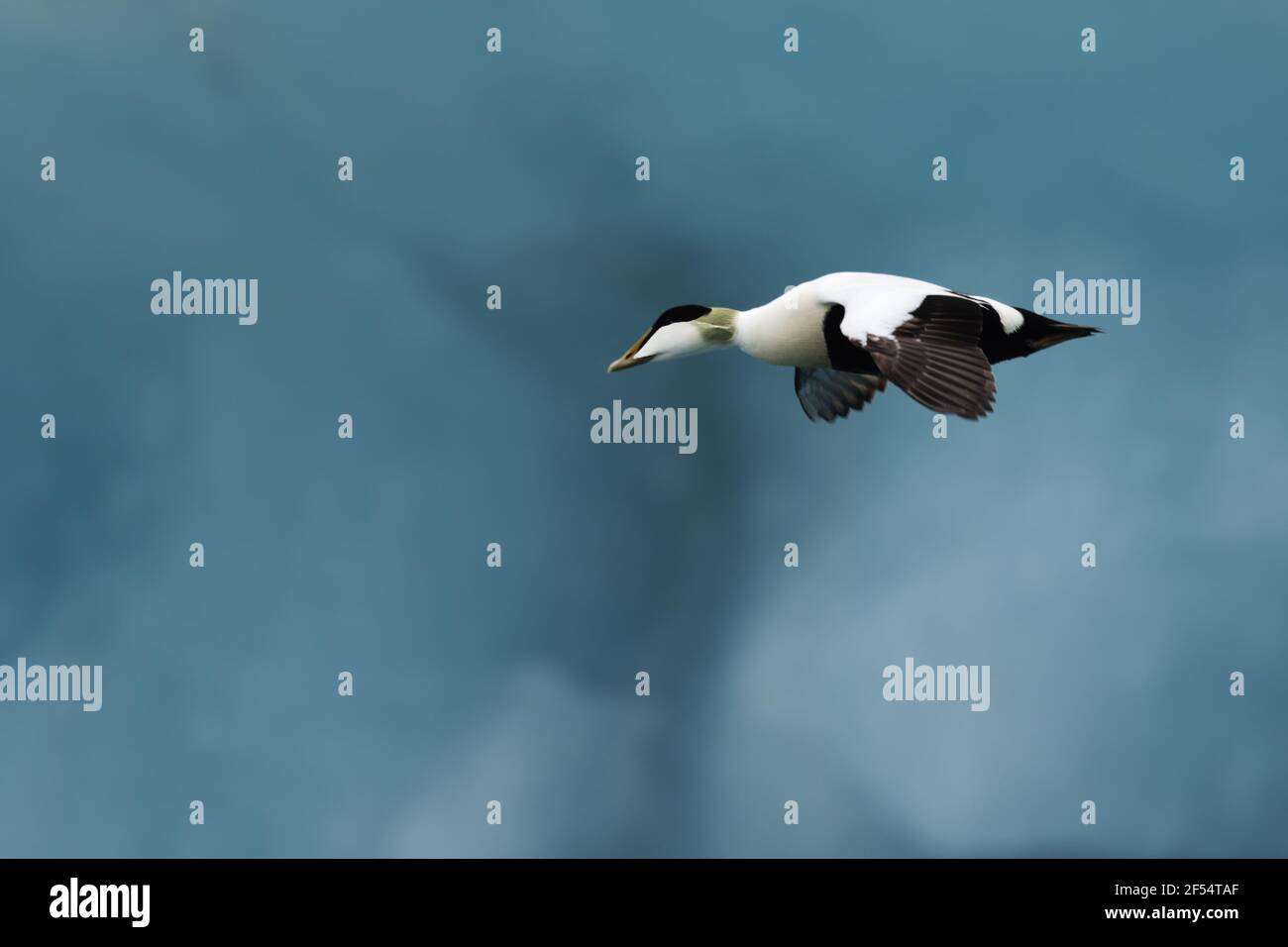 Common Eider - male flying in front of iceberg Somateria mollissima ...