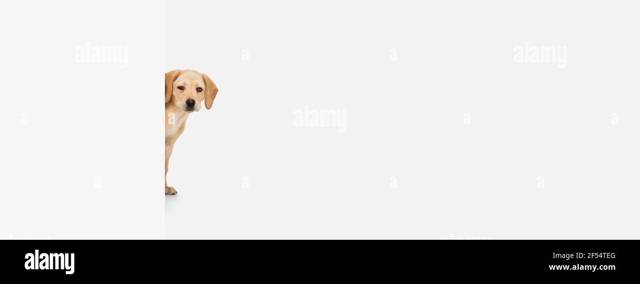 Little Labrador Retriever playing on white studio background Stock ...