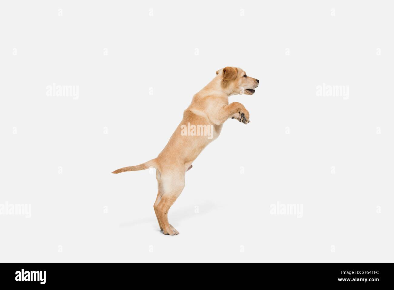 Little Labrador Retriever playing on white studio background Stock ...