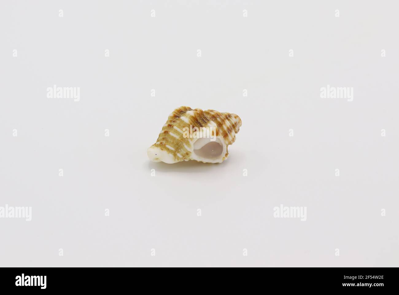 Sea shell isolated on a white background, Seashell on white background ...