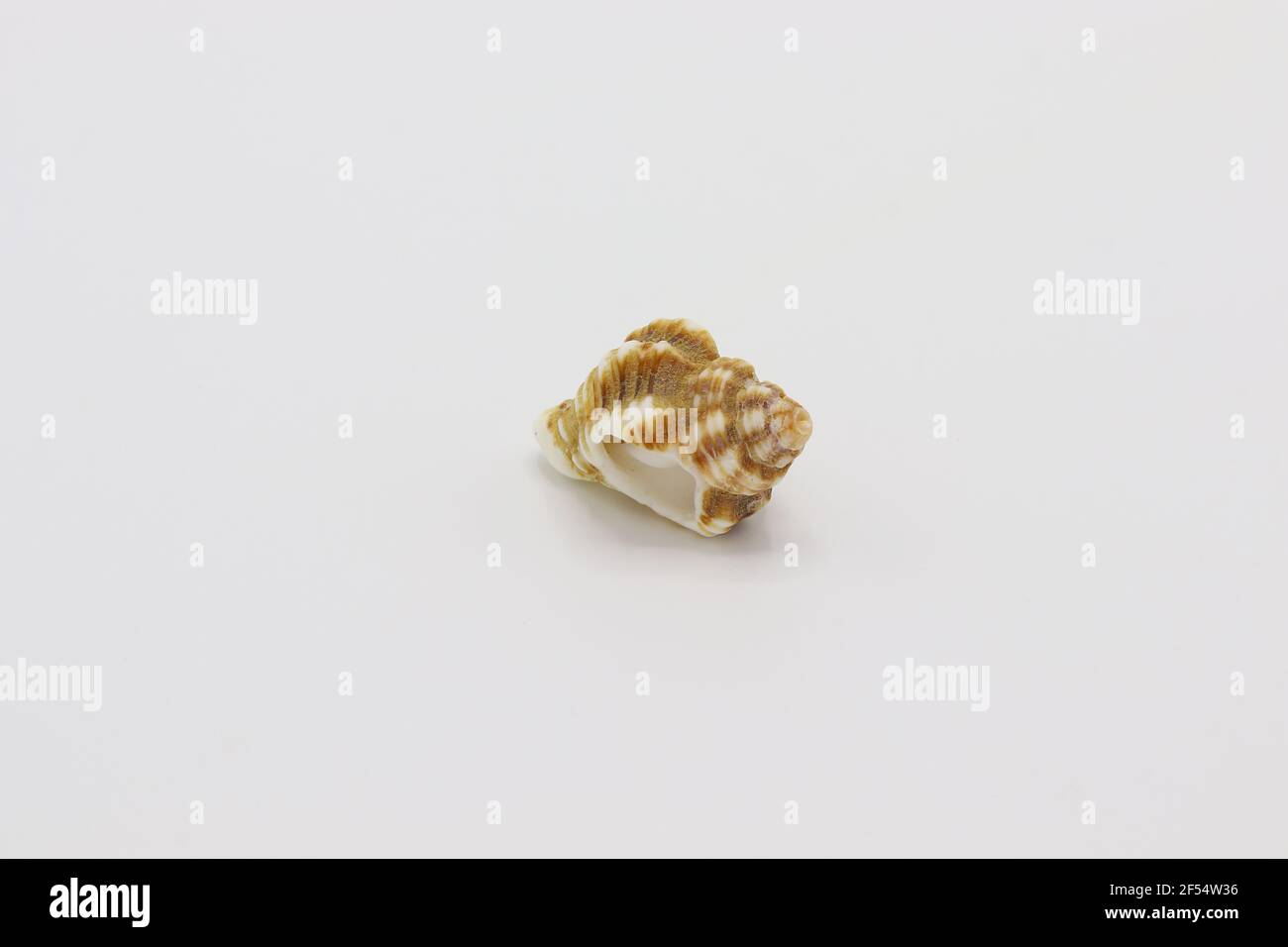 Sea shell isolated on a white background, Seashell on white background ...