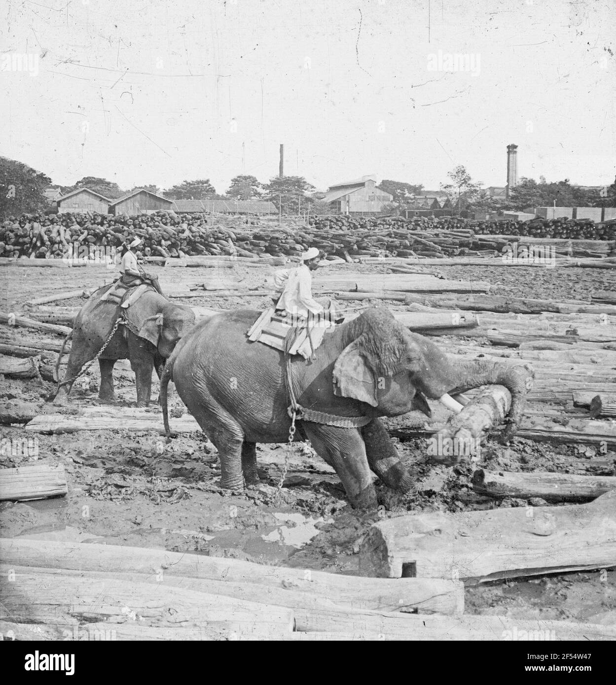 Burma forest Black and White Stock Photos & Images - Alamy