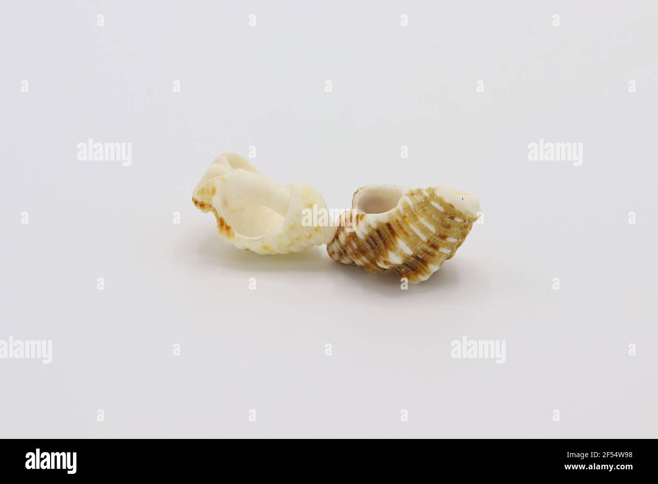 Sea shell isolated on a white background, Seashell on white background ...