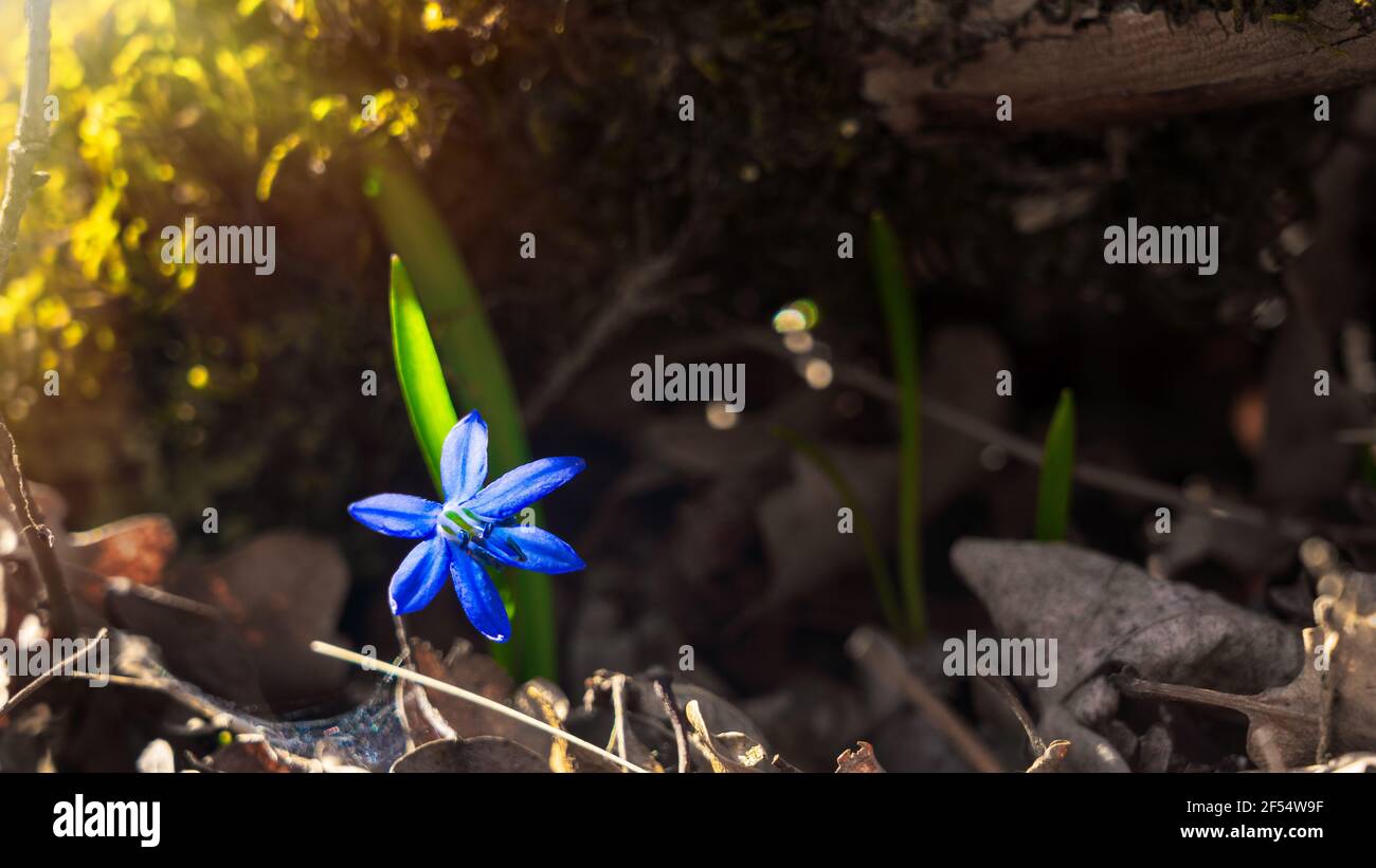 Blue scilla siberica early spring flowers Stock Photo - Alamy
