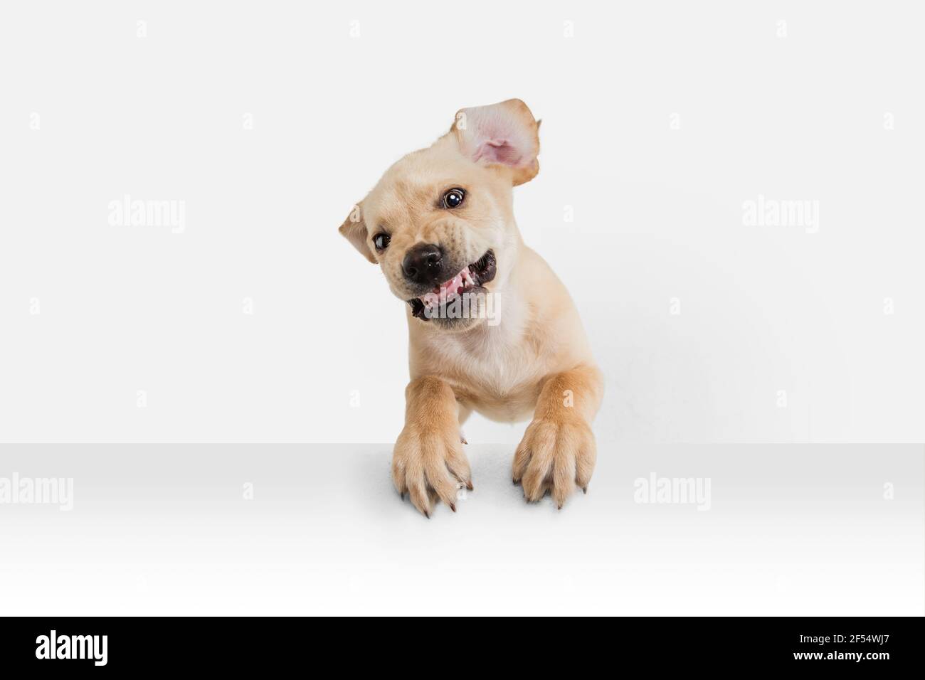 Little Labrador Retriever playing on white studio background Stock ...