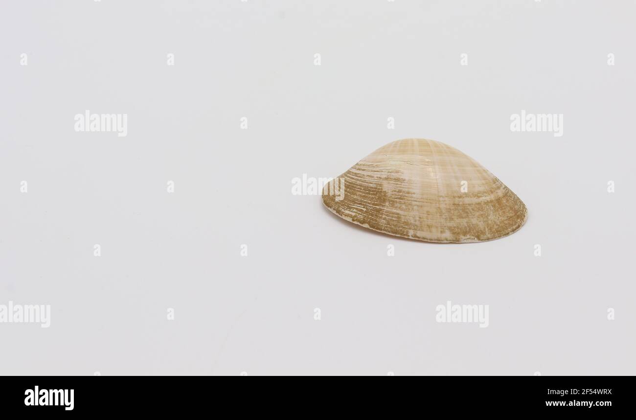 Sea shell isolated on a white background, Seashell on white background ...