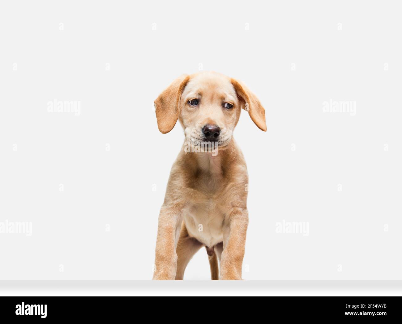 Little Labrador Retriever playing on white studio background Stock ...