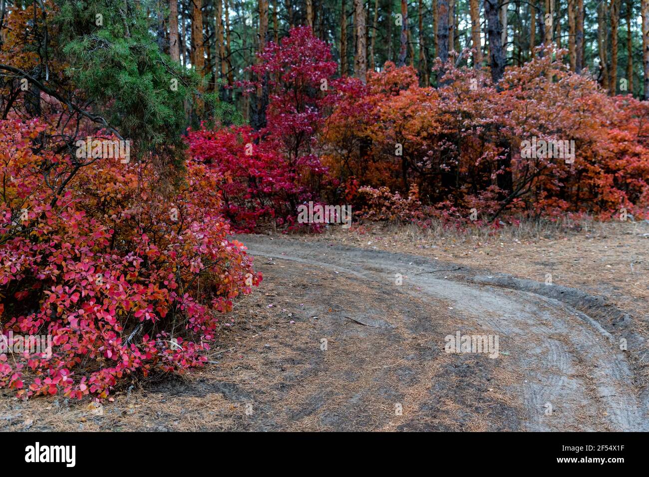 Fantasy landscape of bright red and golden forest with smoke bush or ...