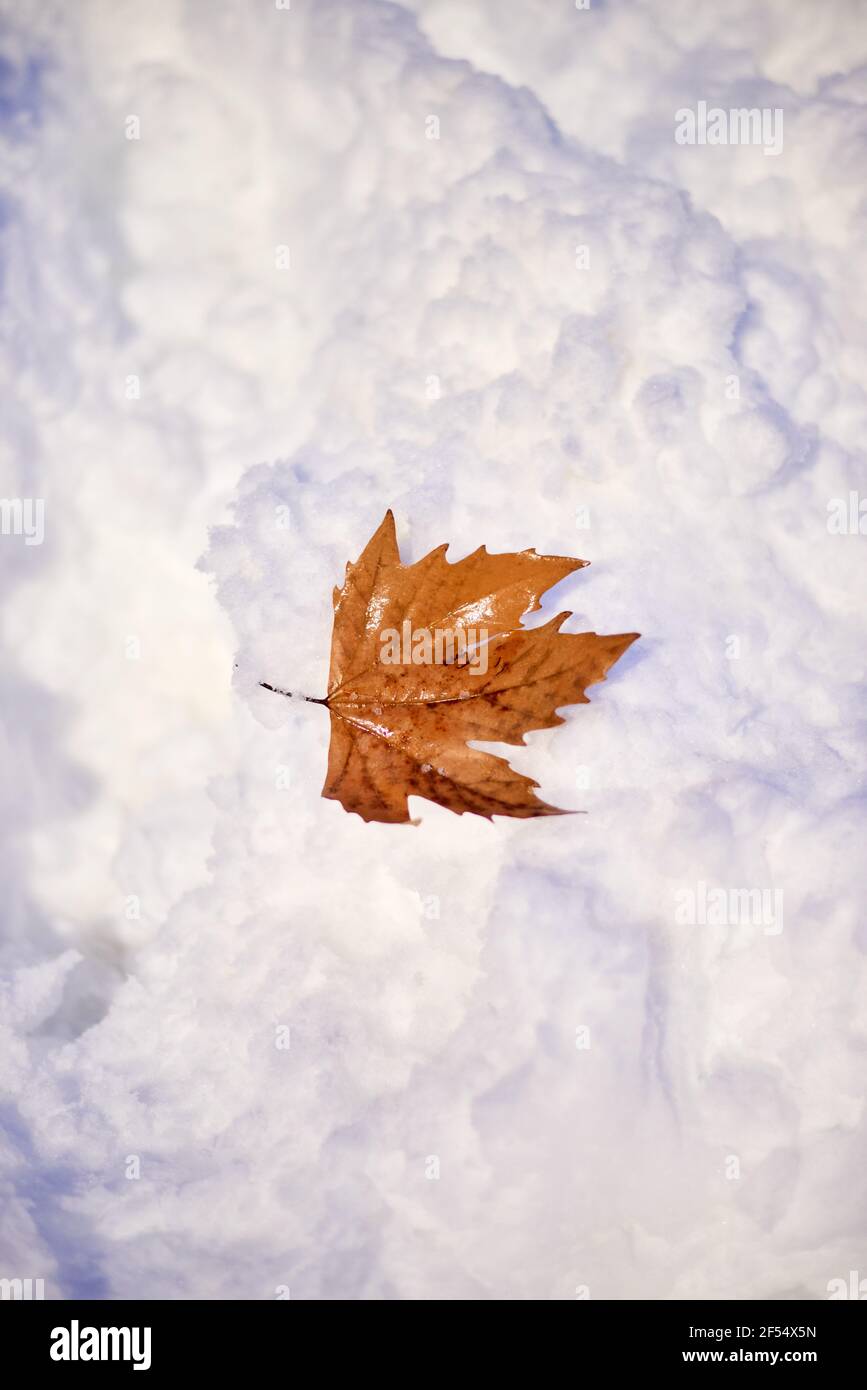 Vertical top view of a fallen leaf on a snow Stock Photo - Alamy