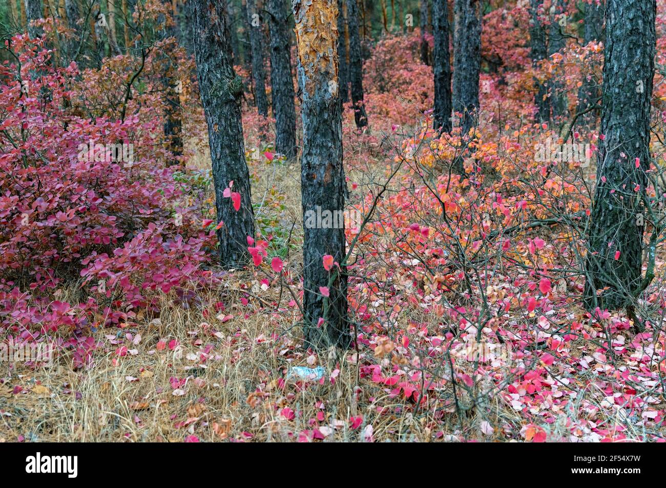Fantasy landscape of bright red and golden forest with smoke bush or ...