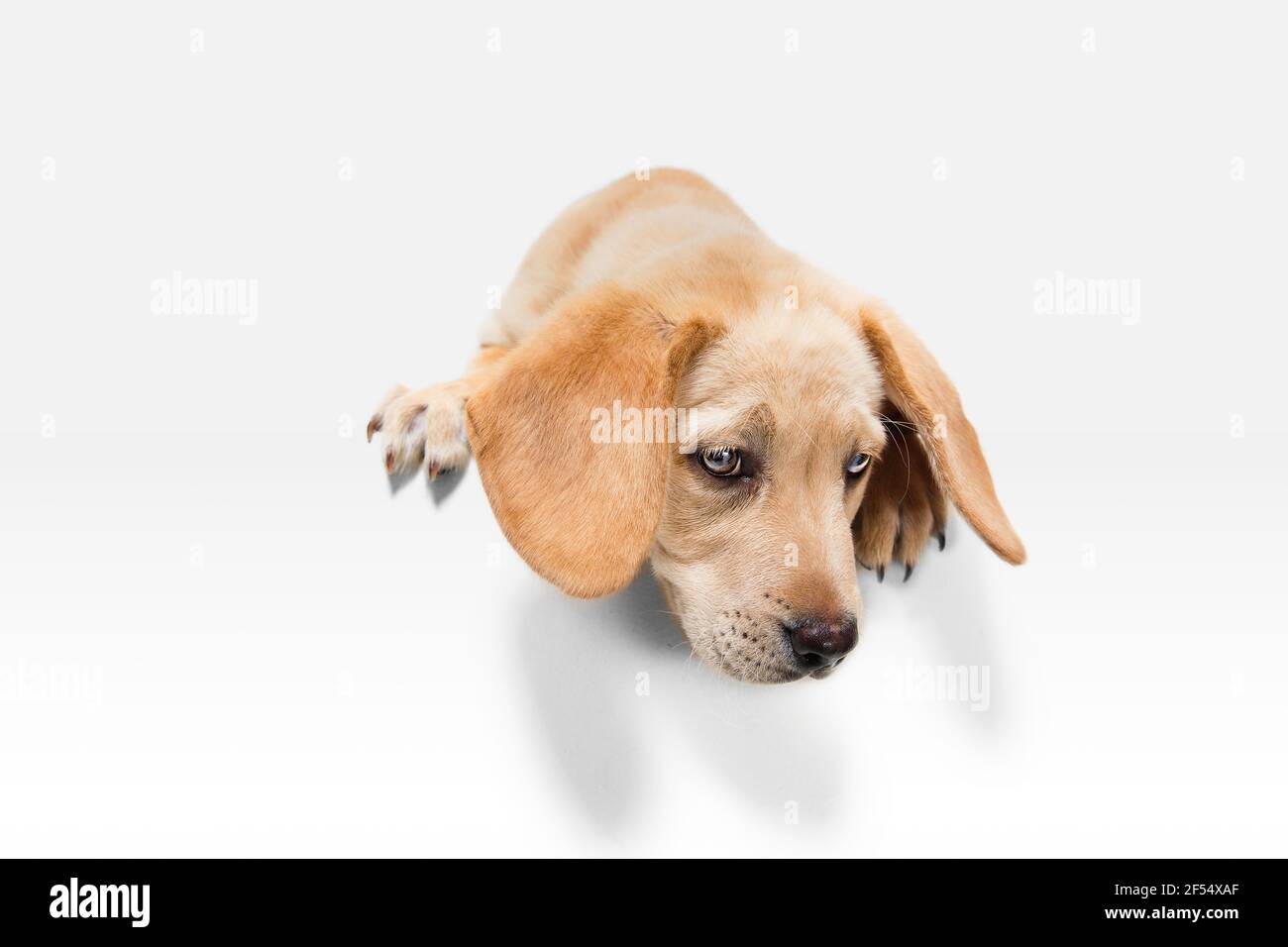 Little Labrador Retriever playing on white studio background Stock ...