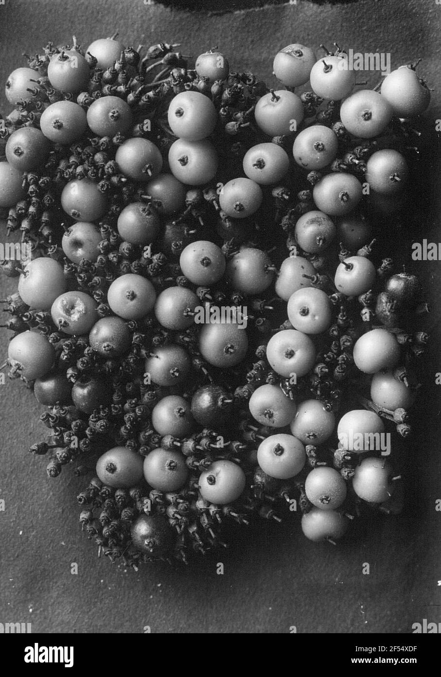 Harriel, Kornelkirsche (Cornus Circinata). Fruit material Stock Photo ...