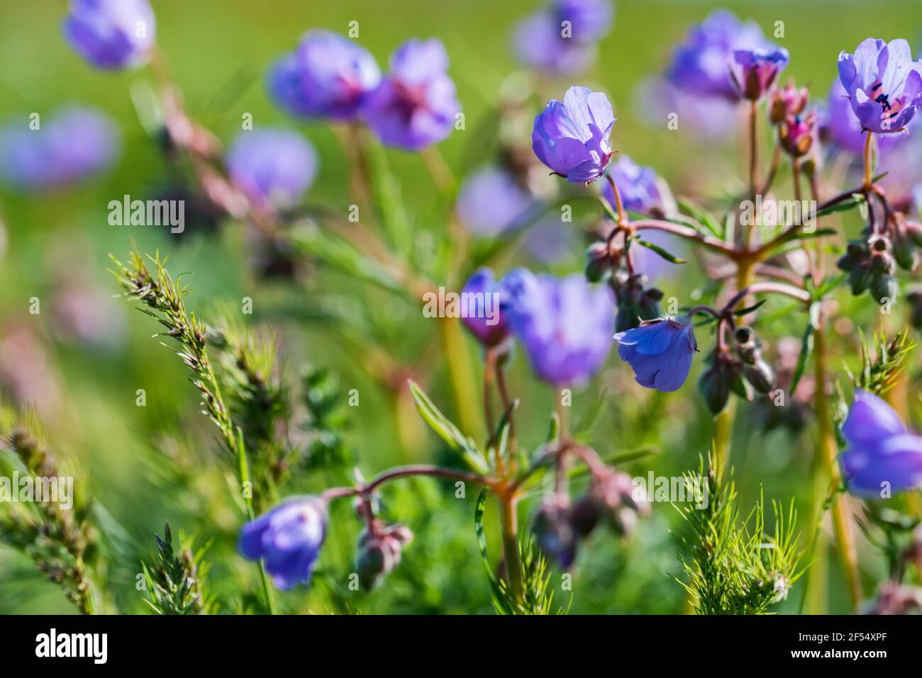 Geranium pratense bright violet hi-res stock photography and images - Alamy