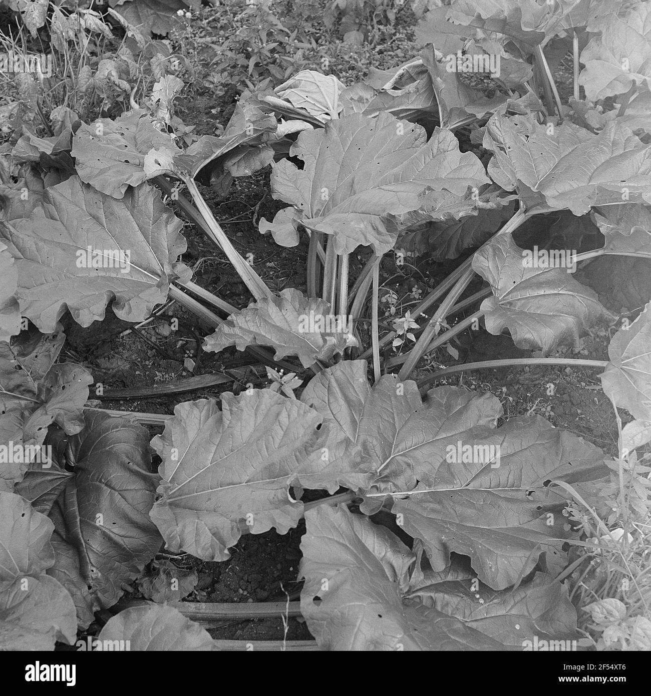 Rhubarb cultivar hi-res stock photography and images - Alamy